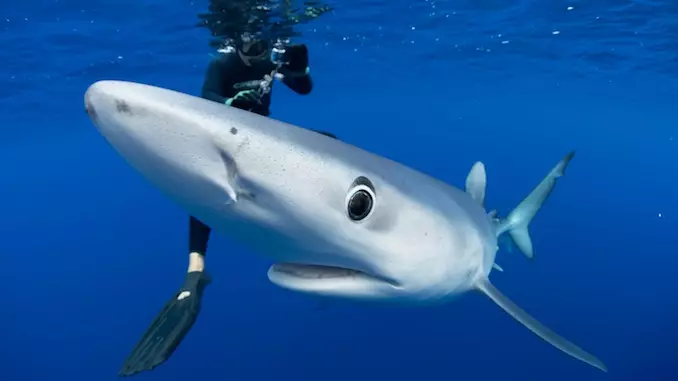 Reality AF: Shark Week Expert krijt echt oer Sharks + Wat dizze wike te besjen