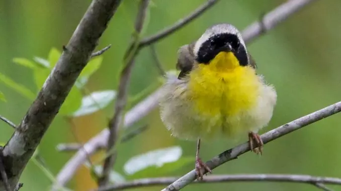 Entdeckt Atlanta's Abundant Nature Conserved Through Birding