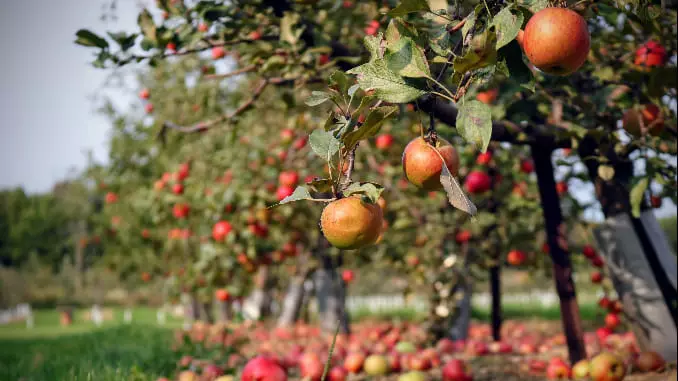 Viticulteurs yo kap pi lwen Vitis Vinifera