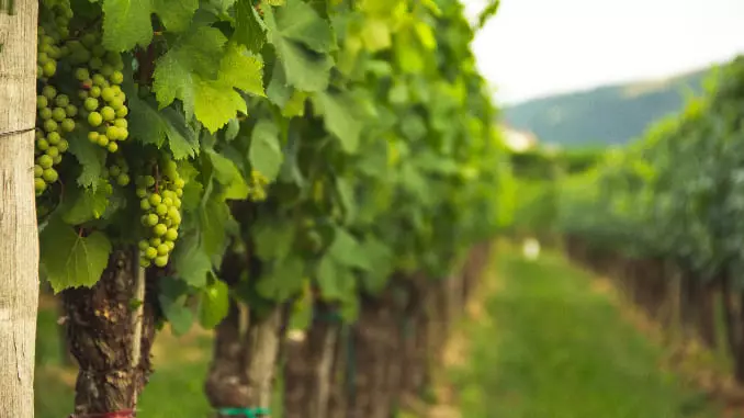 Kako je lahko spolna zmeda odgovorna za vaše najljubše vino