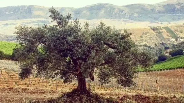 Siciliansk vin: Økologisk vennlig, helt fantastisk