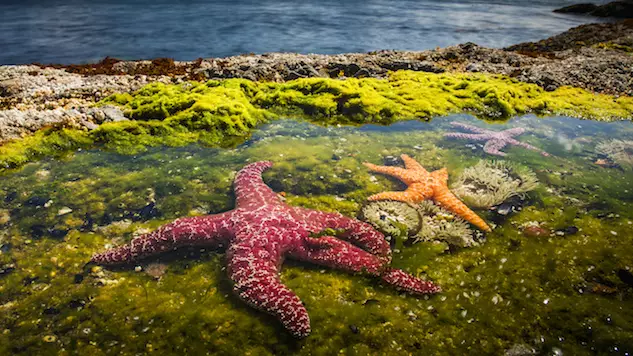 Wenn Sie am Leben sind, müssen Sie Blue Planet II sehen