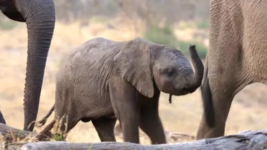 Setiap Dokumentari Disneynature, Kedudukan 766_11