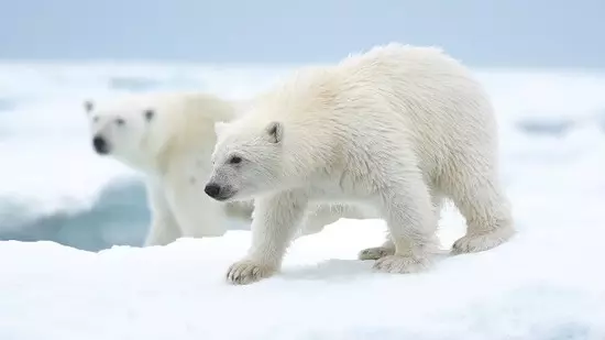 Saben Dokumenter Disneynature, Peringkat 766_13